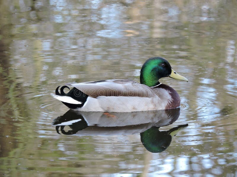 Duck on Water with Ripple and Reflection. Stock Image - Image of ...