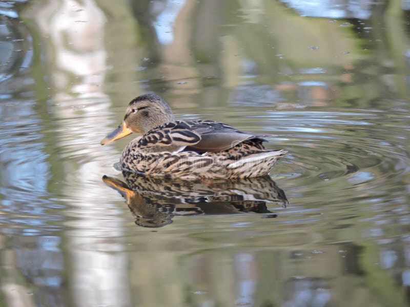 Duck on Water with Ripple and Reflection. Stock Photo - Image of ...