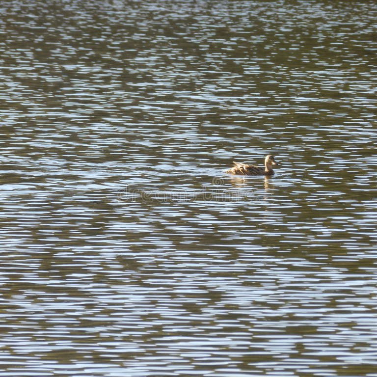 Duck in the Water with Ripples Stock Photo - Image of ripples, duck ...