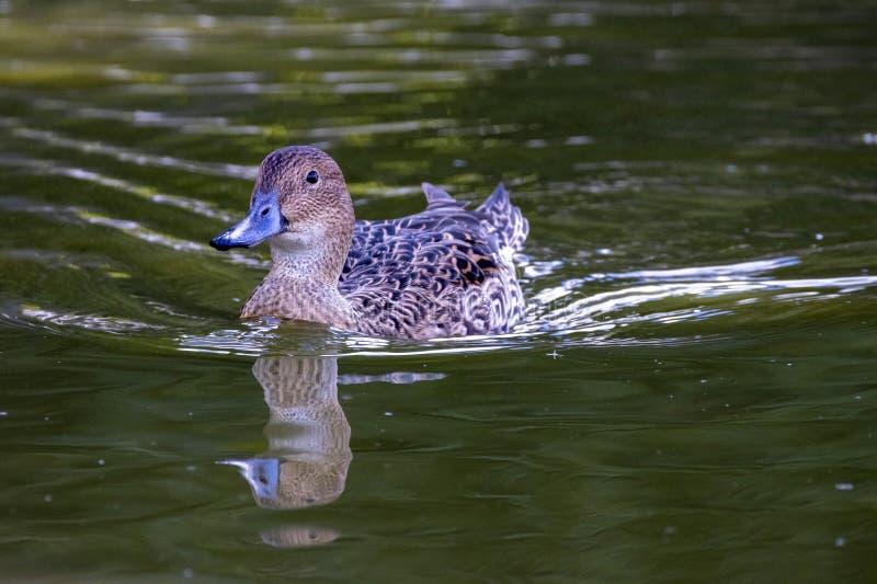 A duck in the water stock image. Image of light, drake - 352192013