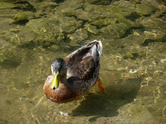Wild Duck stock photo. Image of surface, fauna, outdoor - 107710380