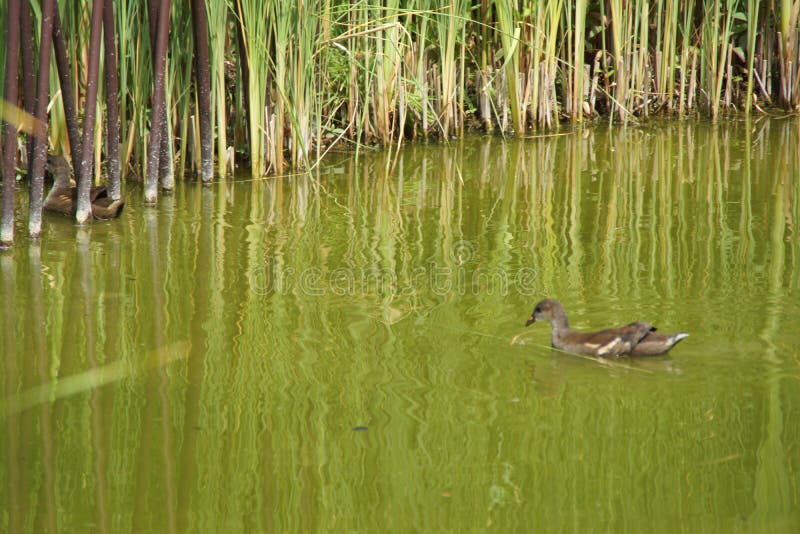 A Duck in Water Surrounded by Reeds Stock Photo - Image of aquatic ...