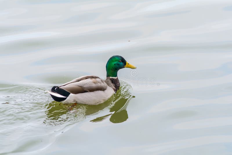 Animals Adjectives Stock Photos - Free & Royalty-Free Stock Photos from ...