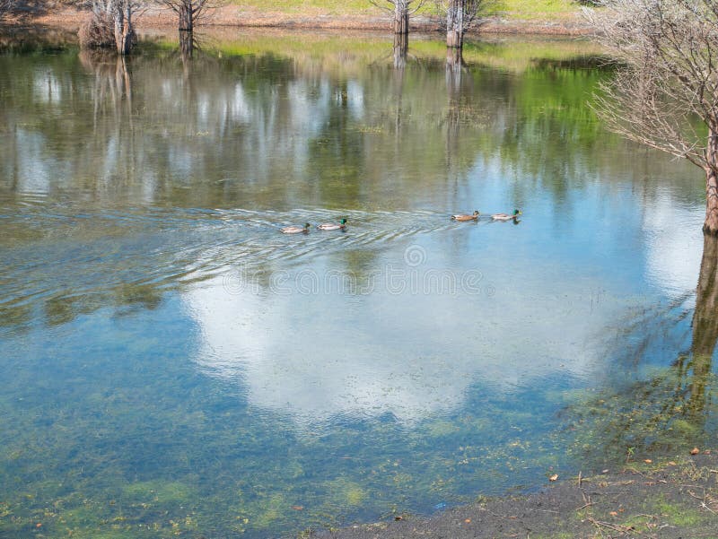 Duck on water stock photo. Image of campus, aqua, contrast - 140338604