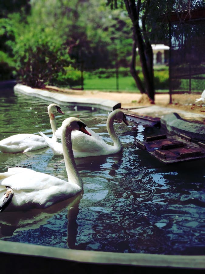 Duck stock photo. Image of water, eating, tank, duck - 111290762