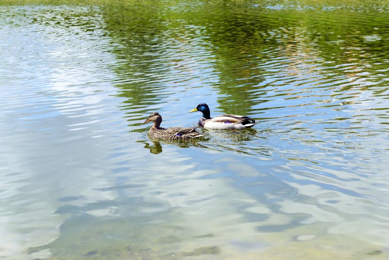 Duck on water stock image. Image of nature, duck, brown - 40567425