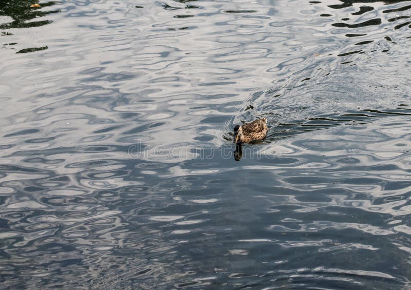 Duck in water stock photo. Image of reflection, flow - 79120840