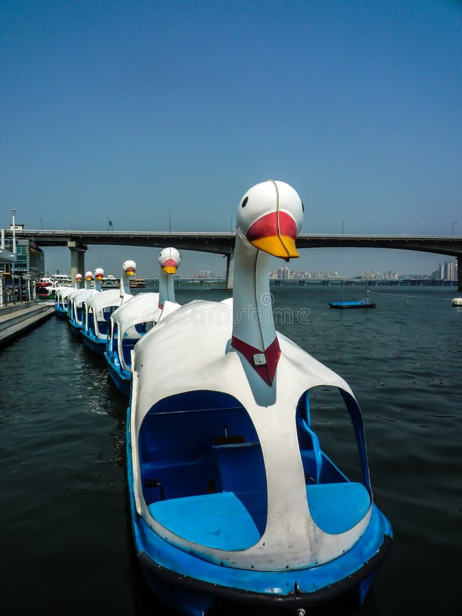 Duck Watercycle stock image. Image of duck, korean, south - 29895425