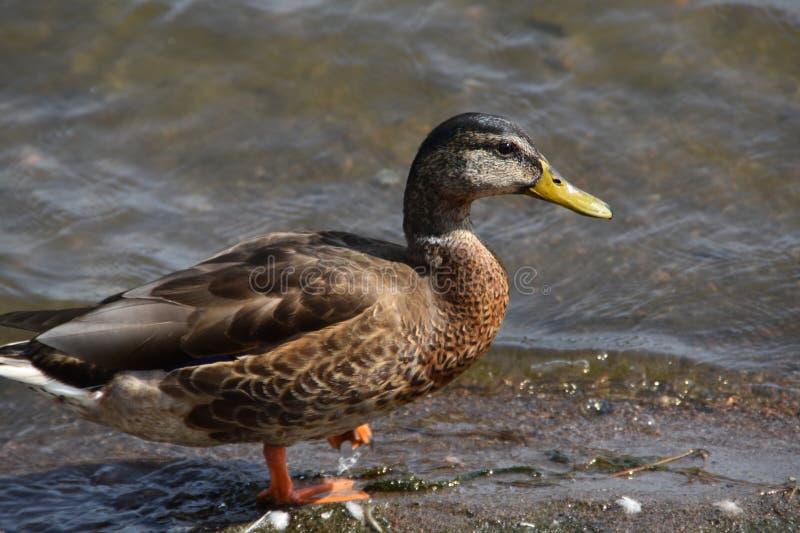 A Duck on the Waterfront stock photo. Image of single - 333681084