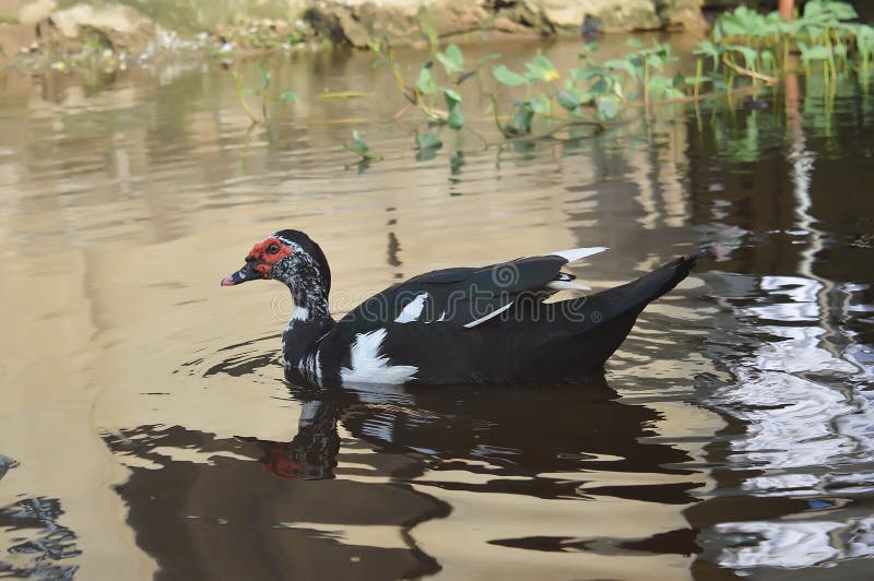 The duck way stock photo. Image of swan, environment - 227703610