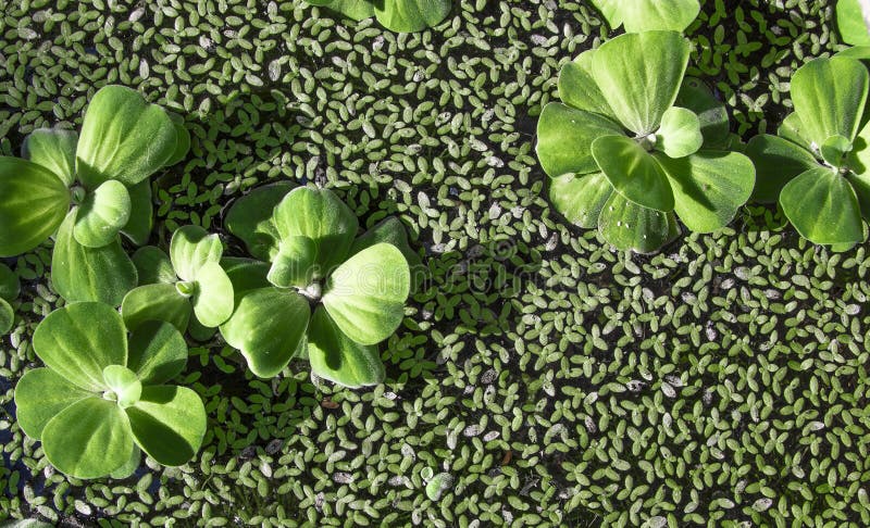 Duck Weed stock photo. Image of garden, background, plant - 50659056