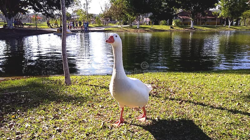 Duck white stock image. Image of park, duck, white, nature - 98587779