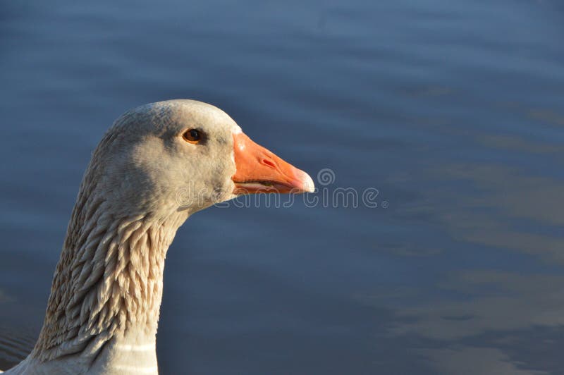 White duck face stock photo. Image of fowl, waterfowl - 64499930