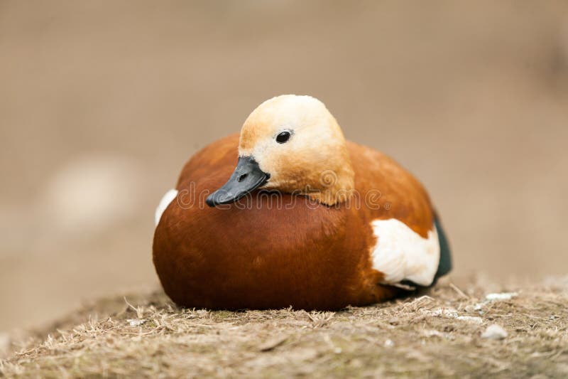 Duck white head stock image. Image of waterfowl, natural - 70143501