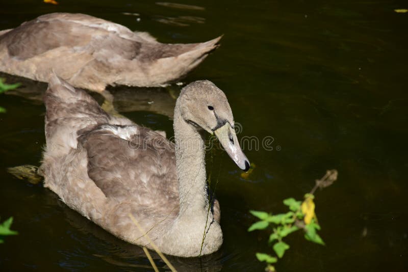 Duck stock image. Image of duck, view, water, waterfowl - 60470763