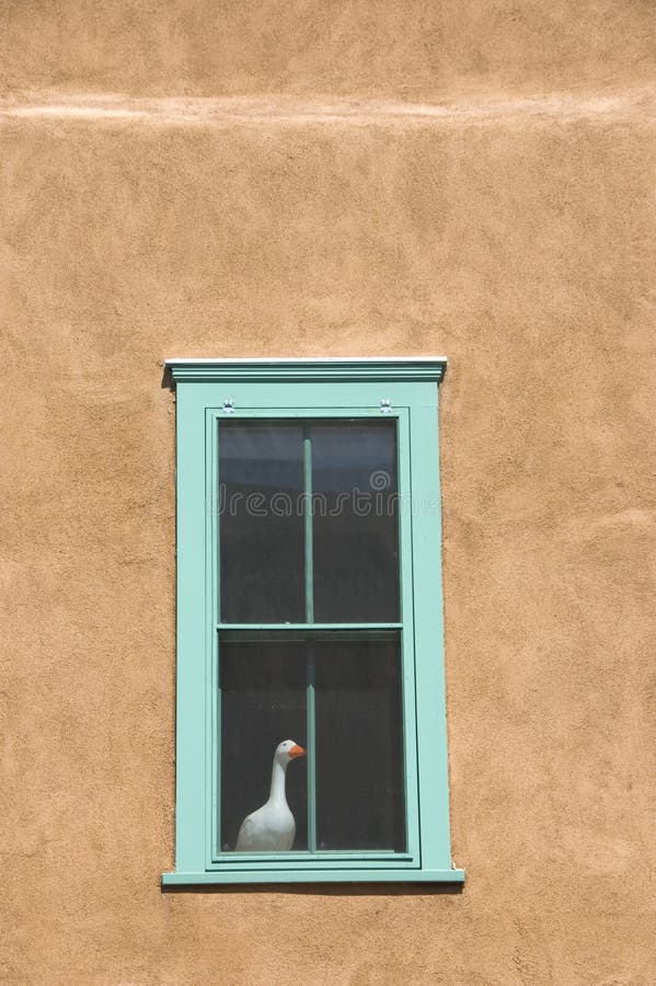 Duck on the Window. New Mexico. Stock Image - Image of unexpectedly ...
