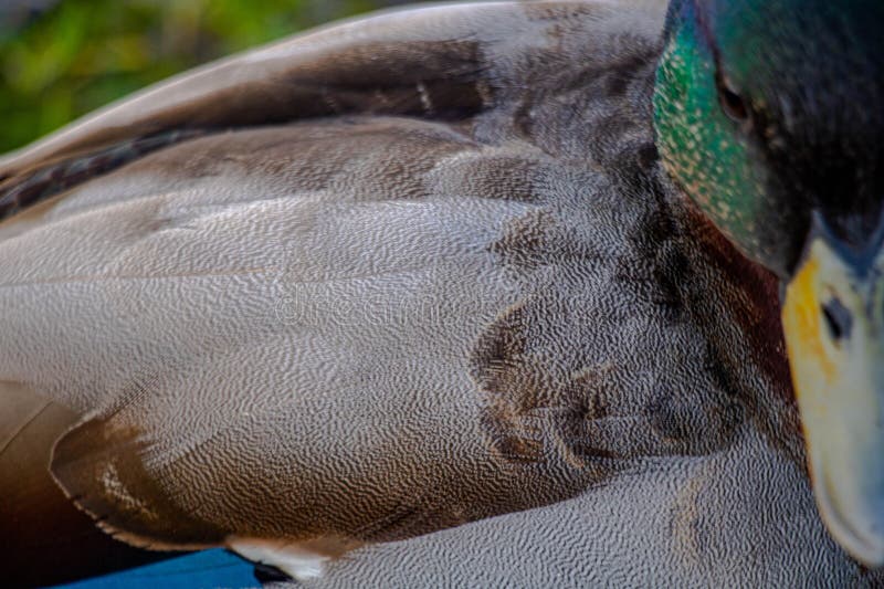 Duck Wing Texture in Close Up Stock Image - Image of design, mallard ...