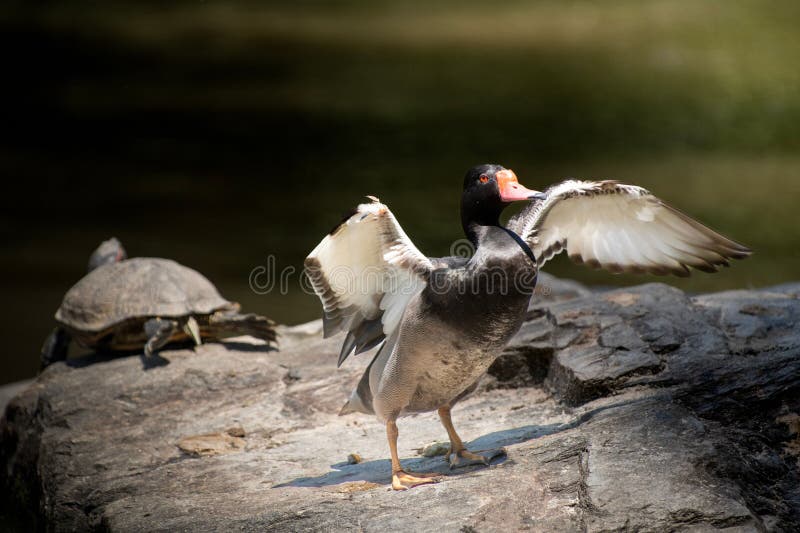 Duck with Wings Spread and a Turtle on a Rock in a Natural Setting ...