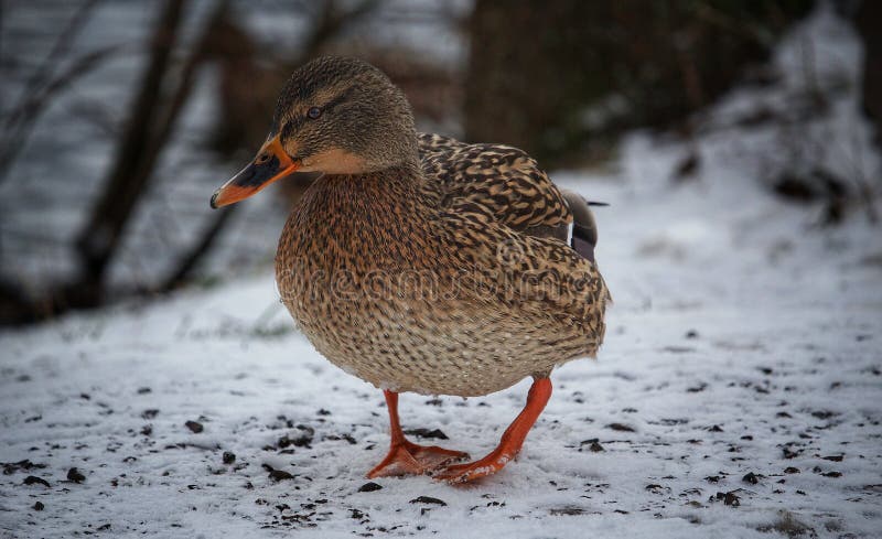 Duck in winter stock photo. Image of cold, mallard, platyrhynchos ...