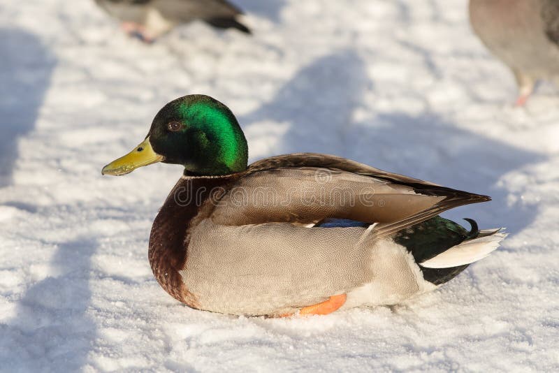 Duck in winter stock image. Image of wildlife, mallard - 87152175