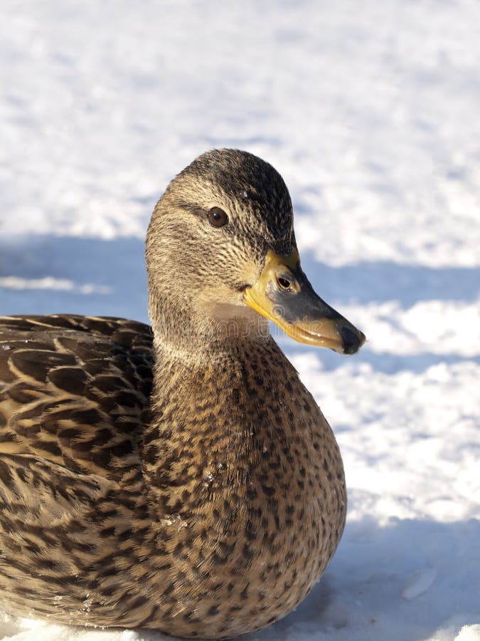 Duck in winter stock image. Image of hunting, zoology - 45242327
