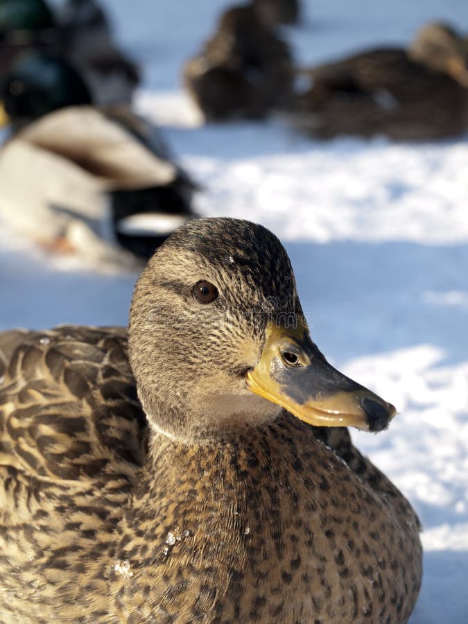 Duck in winter stock image. Image of hunting, zoology - 45242327