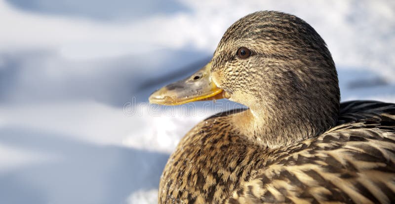 Duck in winter stock photo. Image of wing, zoology, duck - 45242330