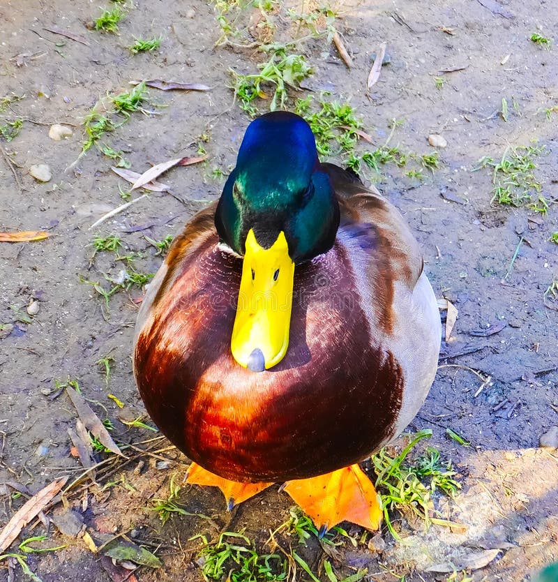 Duck with yellow beack stock photo. Image of duck, ground - 108925128