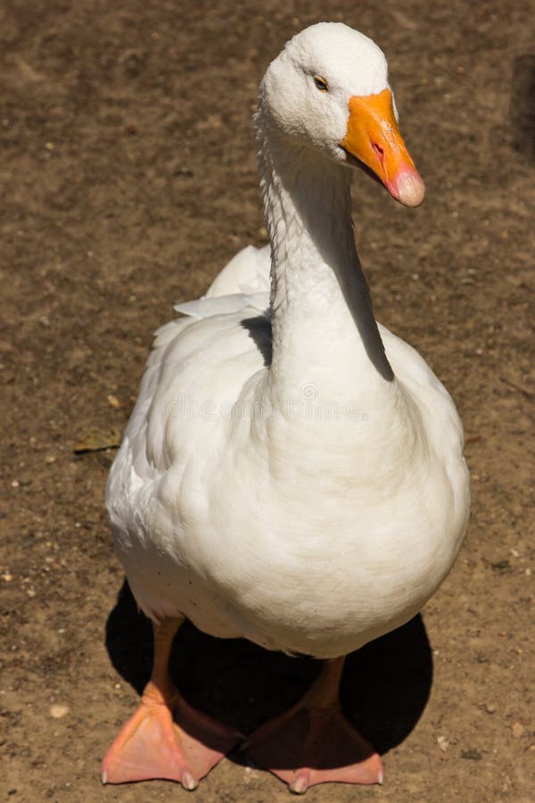 311 Goos Stock Photos - Free & Royalty-Free Stock Photos from Dreamstime