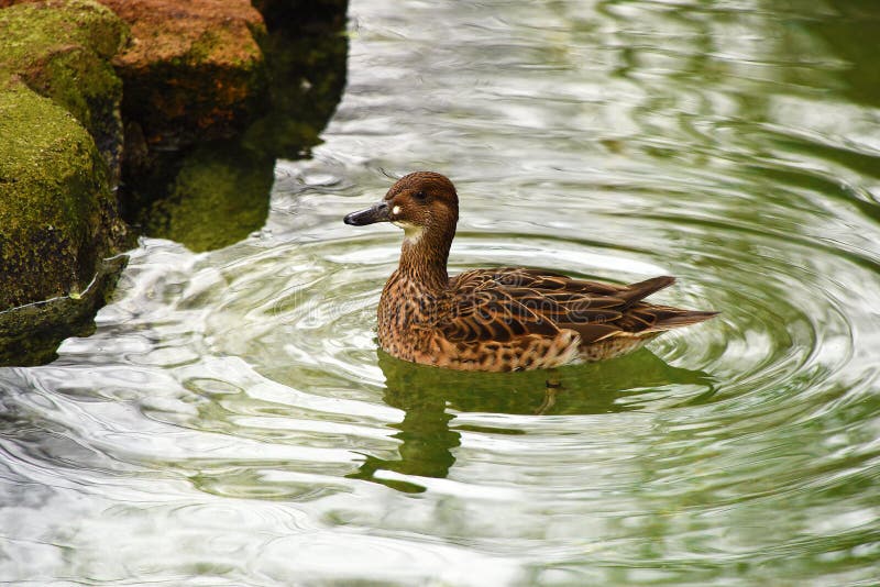 Duck in ZOO stock photo. Image of male, north, usti, republic - 68728932