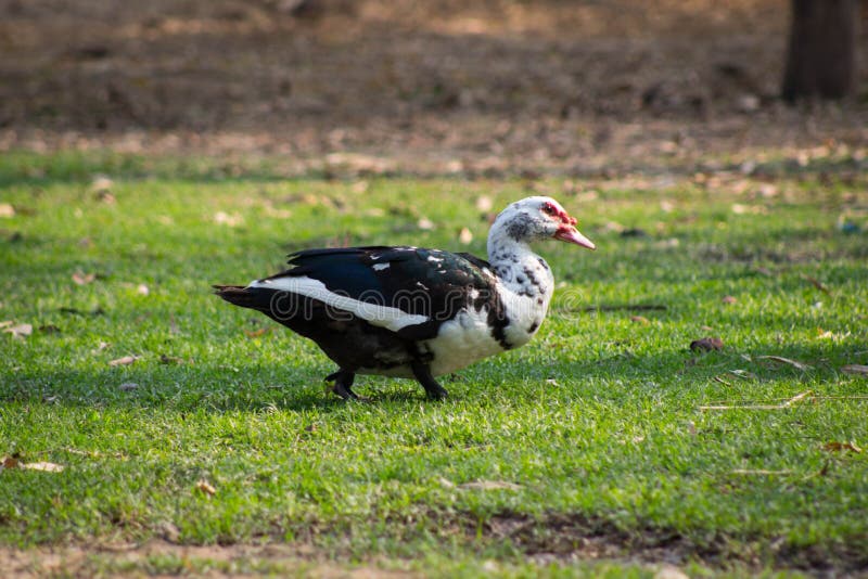 Ducka white arkivfoto. Bild av isolerat, fotografi, studio - 89390800