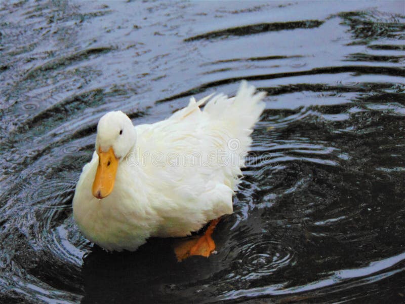 Ducka white arkivfoto. Bild av län, nytt, sommar, damm - 96651404