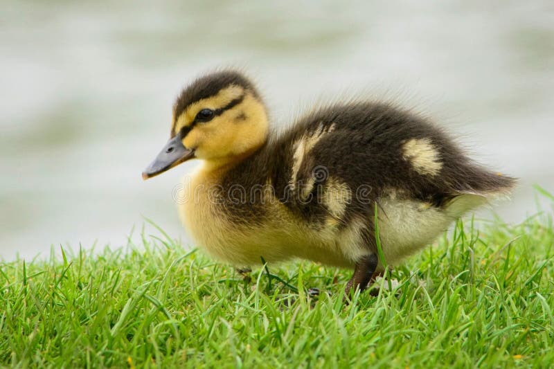 Fotos - Kostenlose und Royalty-Free Stock-Fotos von Dreamstime