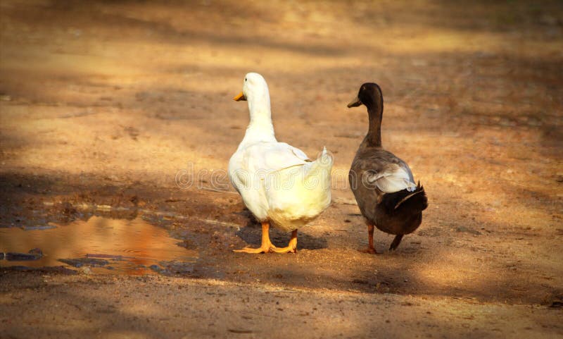 Duckes stock photo. Image of waterfowl, lake, summer - 67392940
