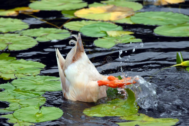 Ducking Head Sand Stock Photos - Free & Royalty-Free Stock Photos from ...