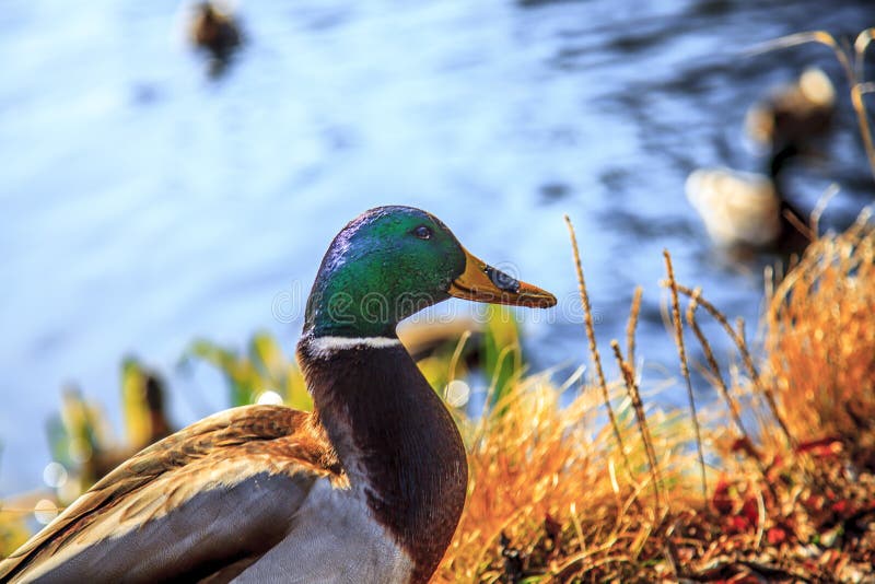 Ducking the Sun stock image. Image of lake, japan, water - 59471653