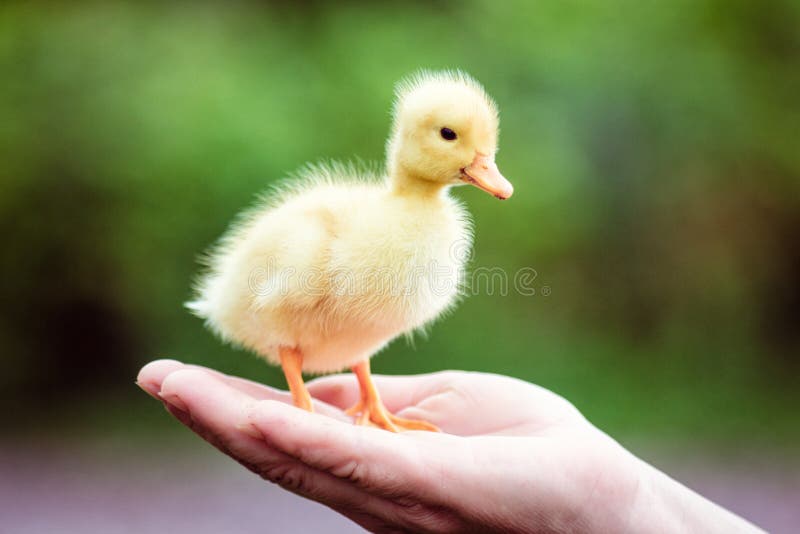 Little Duckling Against the Sky Stock Image - Image of duckling, blue ...