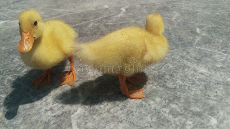 Ducklin stock image. Image of month, ducklin, duckbaby - 115971893