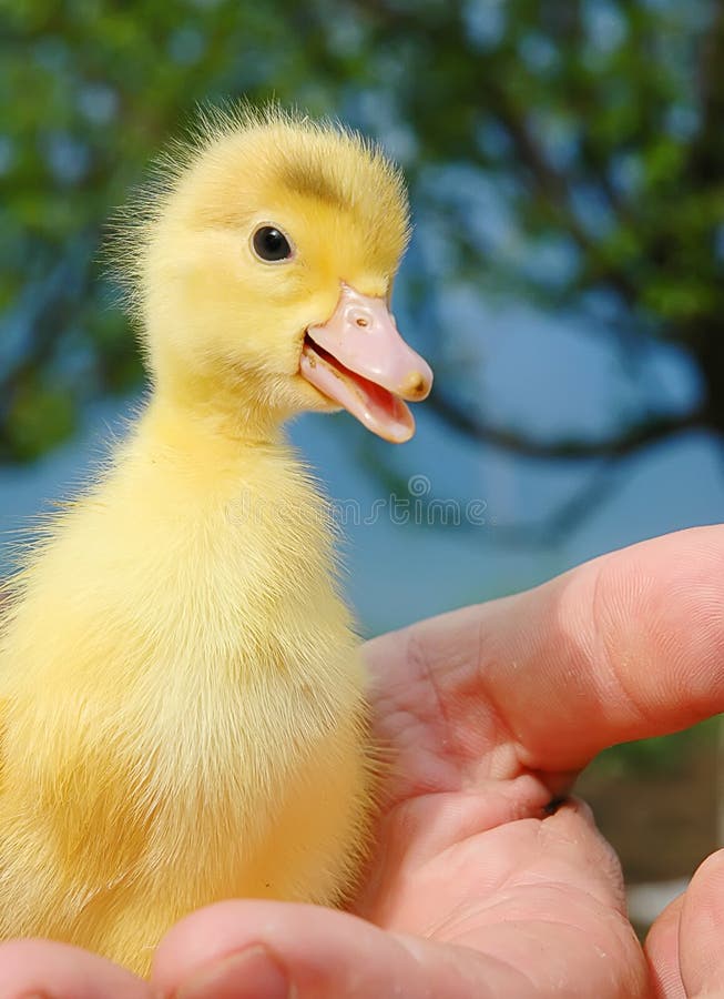 Freeky Ducky Smile stock photo. Image of teeth, hand - 11664228