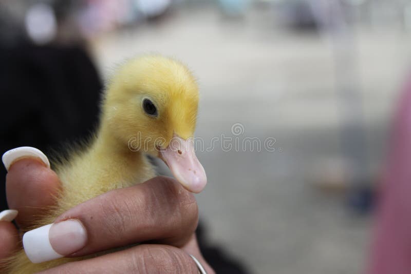 Duckling stock photo. Image of female, species, person - 19433828