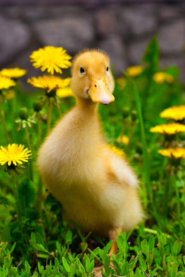 Duckling stock image. Image of dandelion, sitting, outside - 19882029