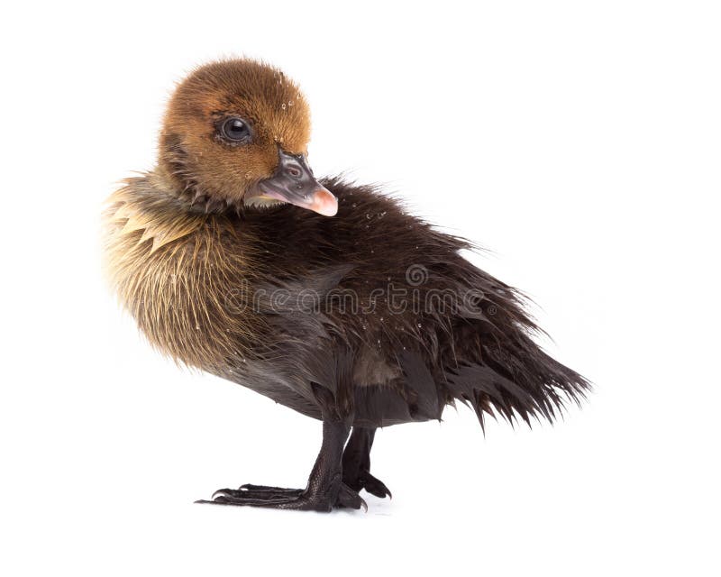 Duckling stock photo. Image of close, farm, soggy, studio - 22402616