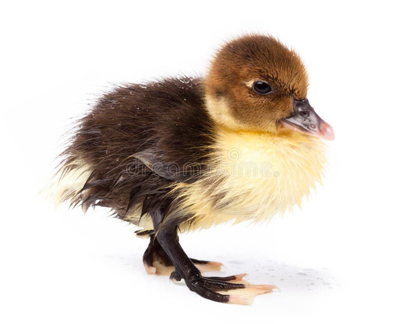 Duckling stock image. Image of duck, nice, adorable, soggy - 22402627