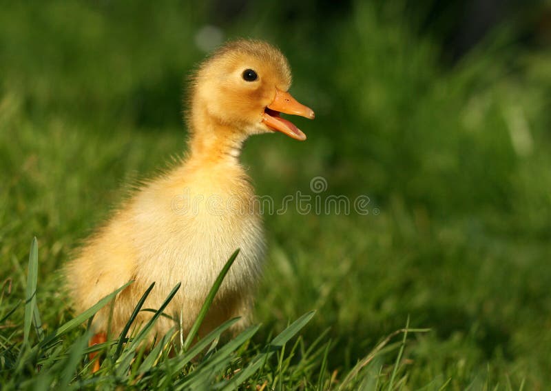 Duckling stock photo. Image of beautiful, growth, duckling - 2473090