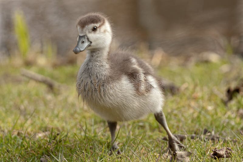 Duckling stock photo. Image of beak, duckling, duck, patitos - 28058632