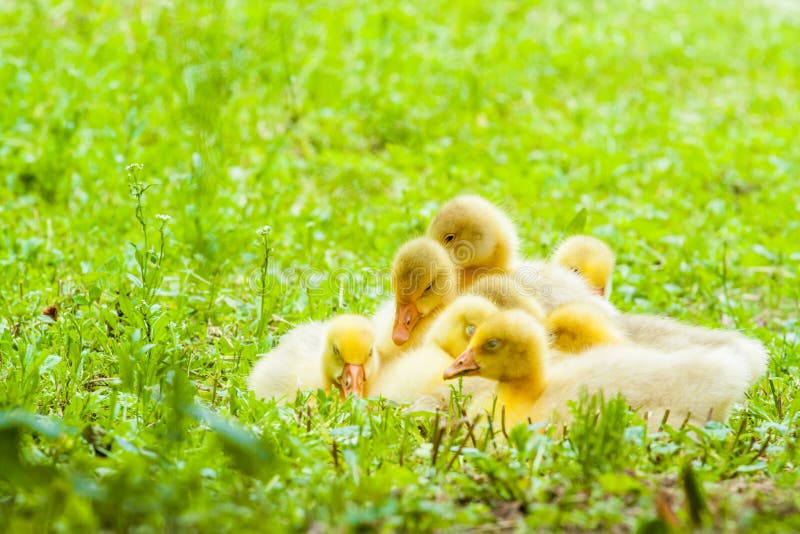 Duckling stock photo. Image of dinner, duck, life, isolated - 28347184
