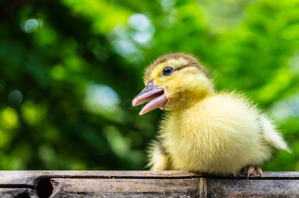 Duckling stock photo. Image of friendship, friends, small - 28782350
