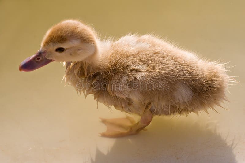 Duckling stock image. Image of adorable, hatched, young - 3225667