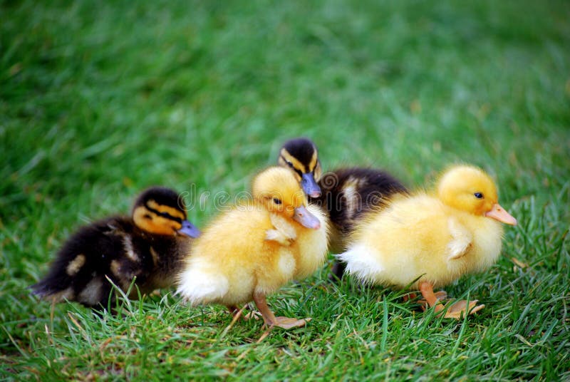 Duckling stock photo. Image of cute, sweet, fluffy, ducklings - 4979626