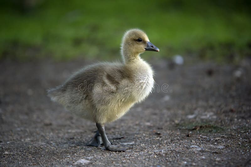 Duckling stock image. Image of looking, duckling, young - 7051253